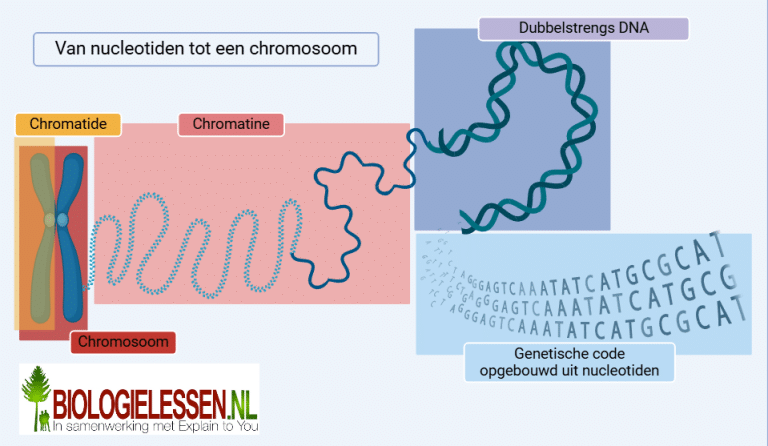 Celcyclus - Biologielessen.nl