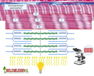 Spieren - Biologielessen.nl