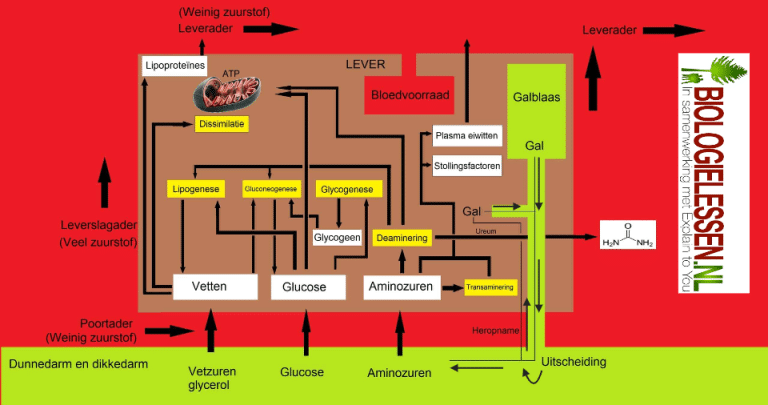 De lever - Biologielessen.nl