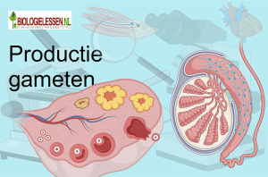 oogenese en spermatogenese - Biologielessen.nl