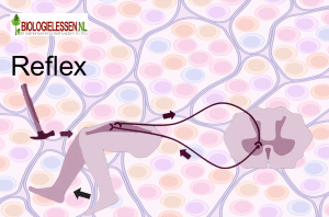 Reflexen - Biologielessen.nl