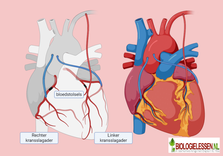De kransslagader - Biologielessen.nl