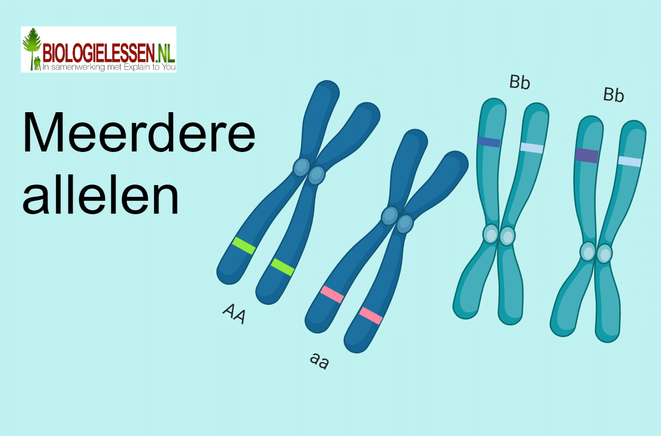 Genetica - Biologielessen.nl