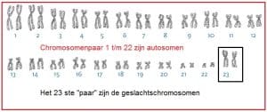Autosomen | Biologielessen.nl