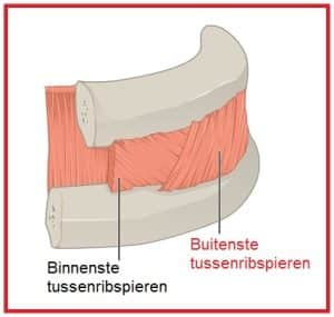 Buitenste tussenribspieren - Biologielessen.nl
