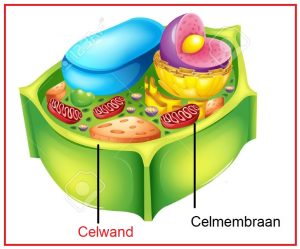 Celwand - Biologielessen.nl