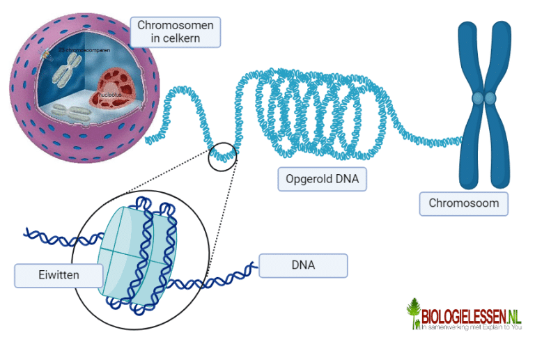 Chromosoom - Biologielessen.nl
