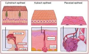 Dekweefsel | Biologielessen.nl