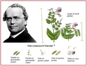 Erfelijkheidsleer | Biologielessen.nl