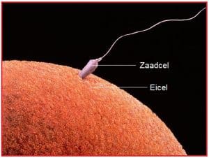 Geslachtscellen | Biologielessen.nl