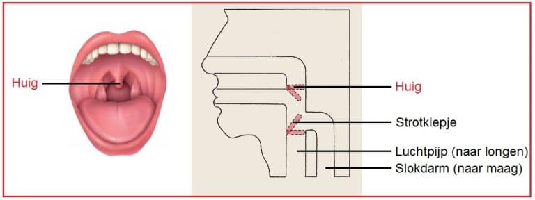 Huig | Biologielessen.nl
