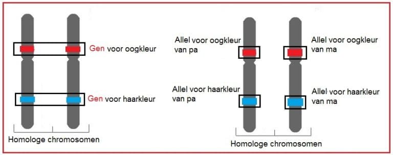 Gen - Biologielessen.nl