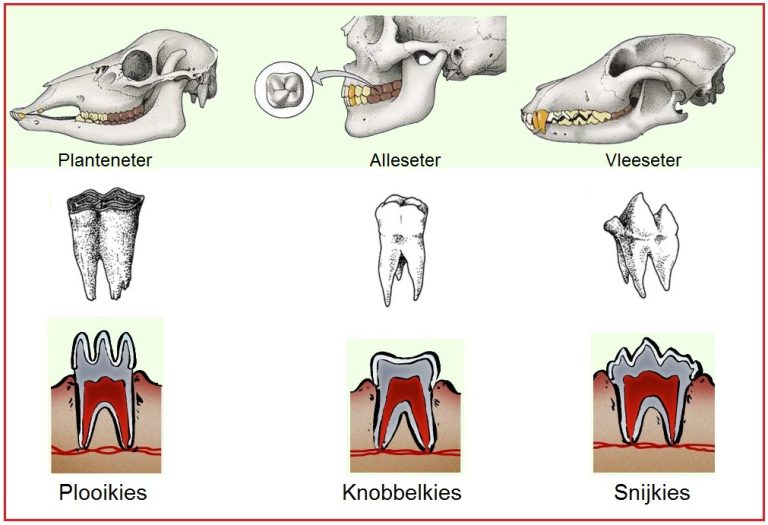Kiezen - Biologielessen.nl
