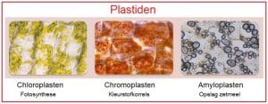 Plastiden - Biologielessen.nl