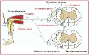 Reflexboog | Biologielessen.nl