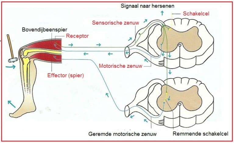 Reflexboog | Biologielessen.nl