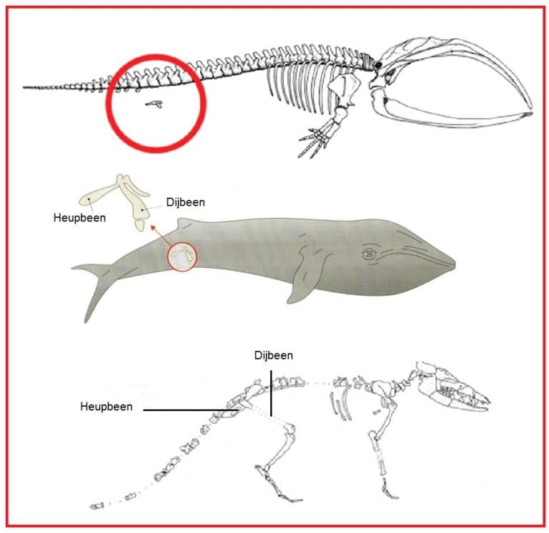 Rudimentaire organen - Biologielessen.nl