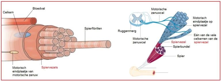 Spiervezels - Biologielessen.nl