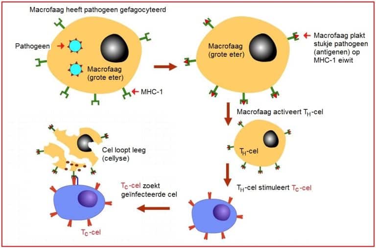 T-cellen - Biologielessen.nl