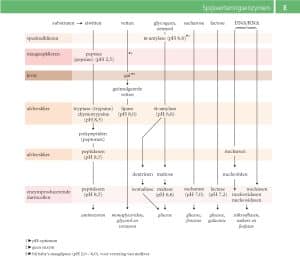 Voeding en vertering (SE) | Biologielessen.nl