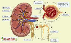 De nieren - Biologielessen.nl
