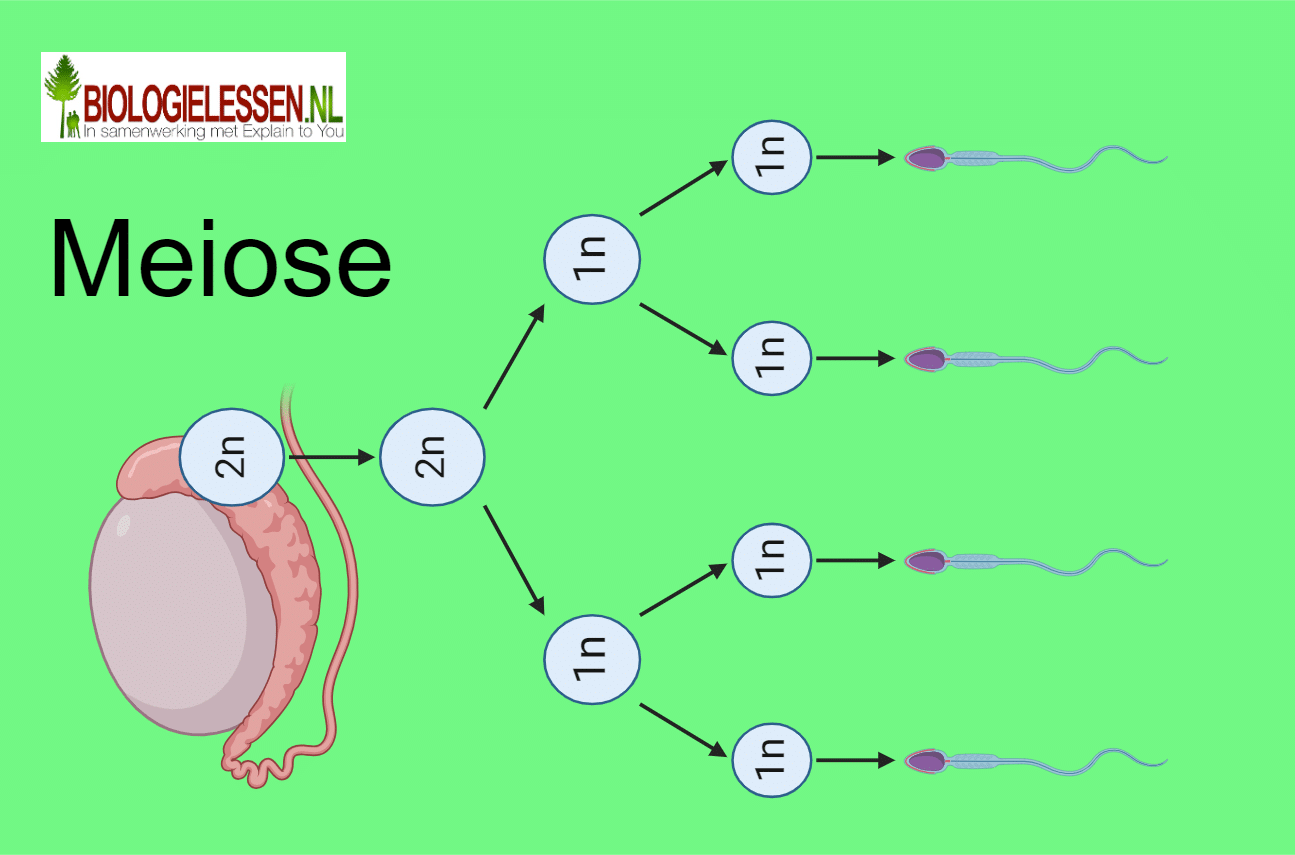 Meiose Befruktningsdiagram Kromosomer – Store Norske Leksikon