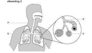 Gaswisseling en uitscheiding (SE) | Biologielessen.nl