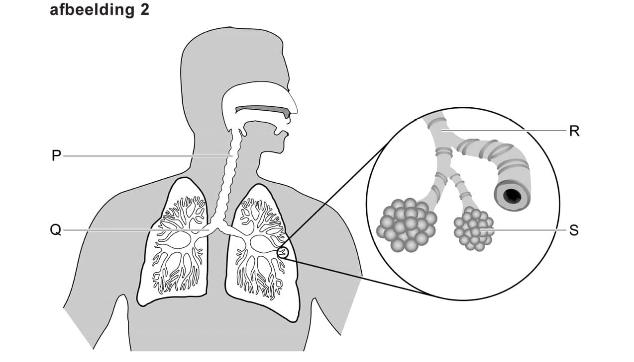 Gaswisseling en uitscheiding (SE) | Biologielessen.nl