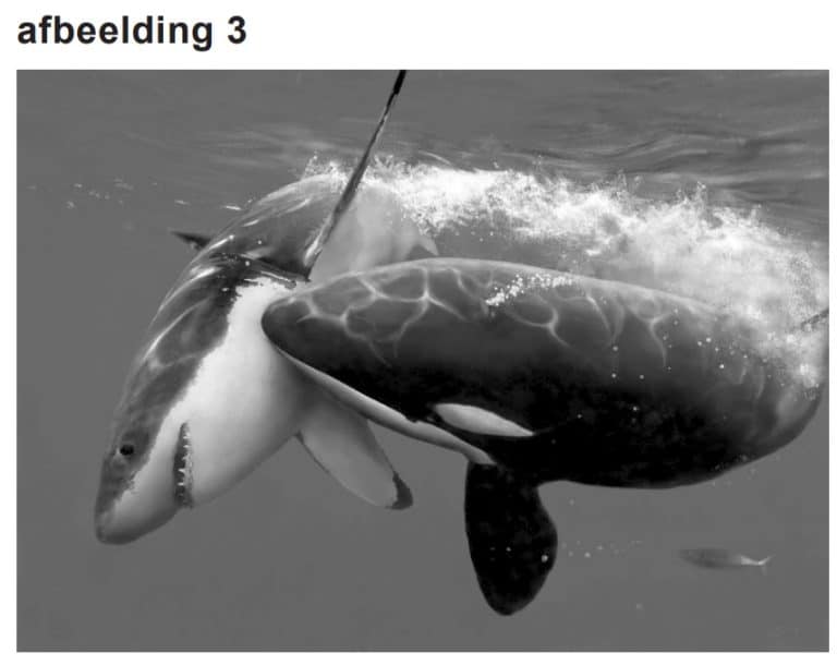 Gaswisseling en uitscheiding (SE) | Biologielessen.nl