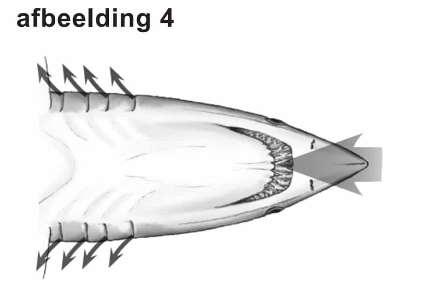 Gaswisseling en uitscheiding (SE) | Biologielessen.nl