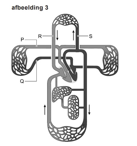 Transport / bloedsomloop (DT) | Biologielessen.nl