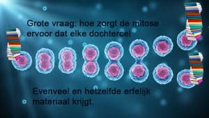 Erfelijkheid (SE) | Biologielessen.nl