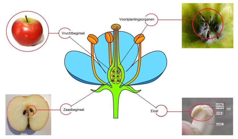 Planten (SE) - Biologielessen.nl