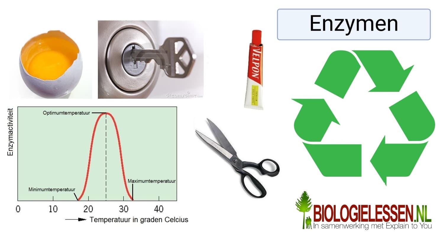stofwisseling (SE) | Biologielessen.nl