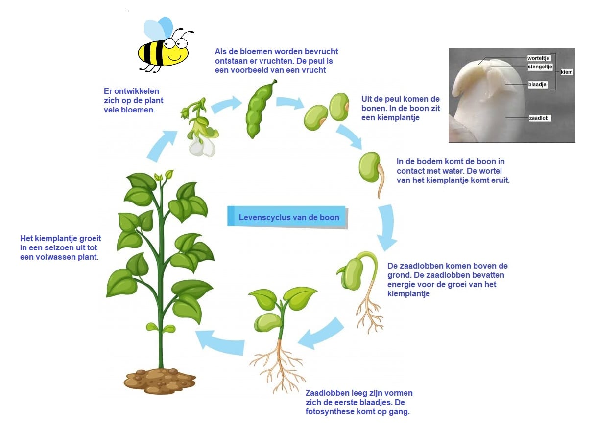 CE MAVO 2024 (2e tv) - Biologielessen.nl