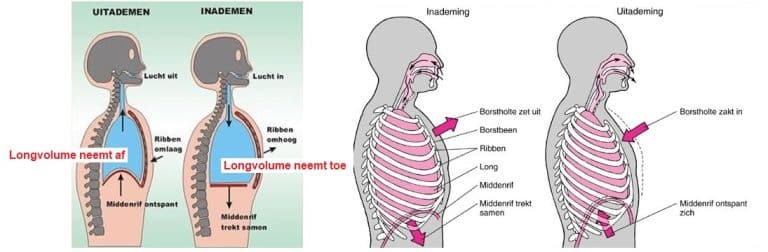 Gaswisseling (SE) | Biologielessen.nl