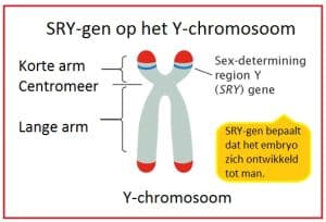 DNA (SE) | Biologielessen.nl