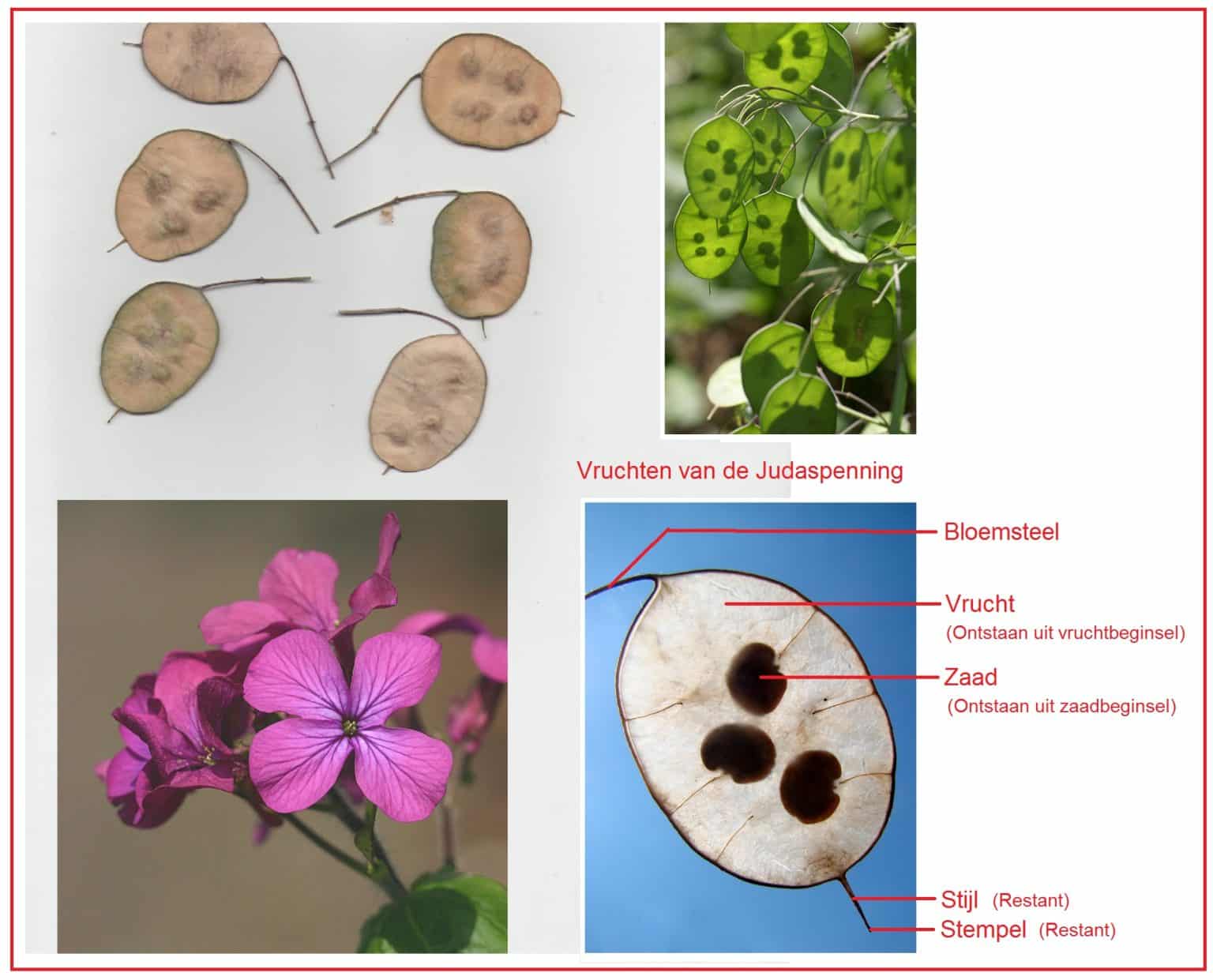 Planten (SE) - Biologielessen.nl