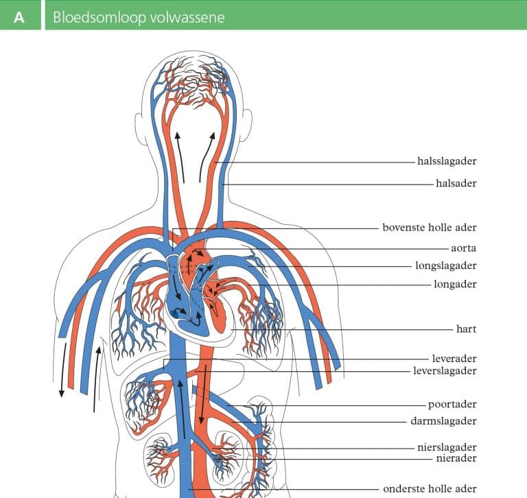 Transport / bloedsomloop (DT) | Biologielessen.nl