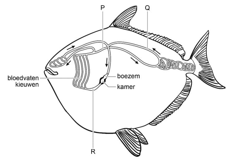 Transport / bloedsomloop (DT) | Biologielessen.nl
