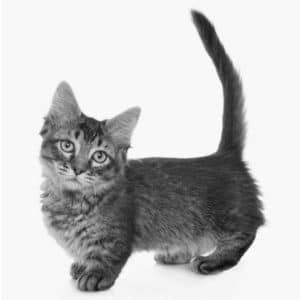 Erfelijkheid (SE) | Biologielessen.nl