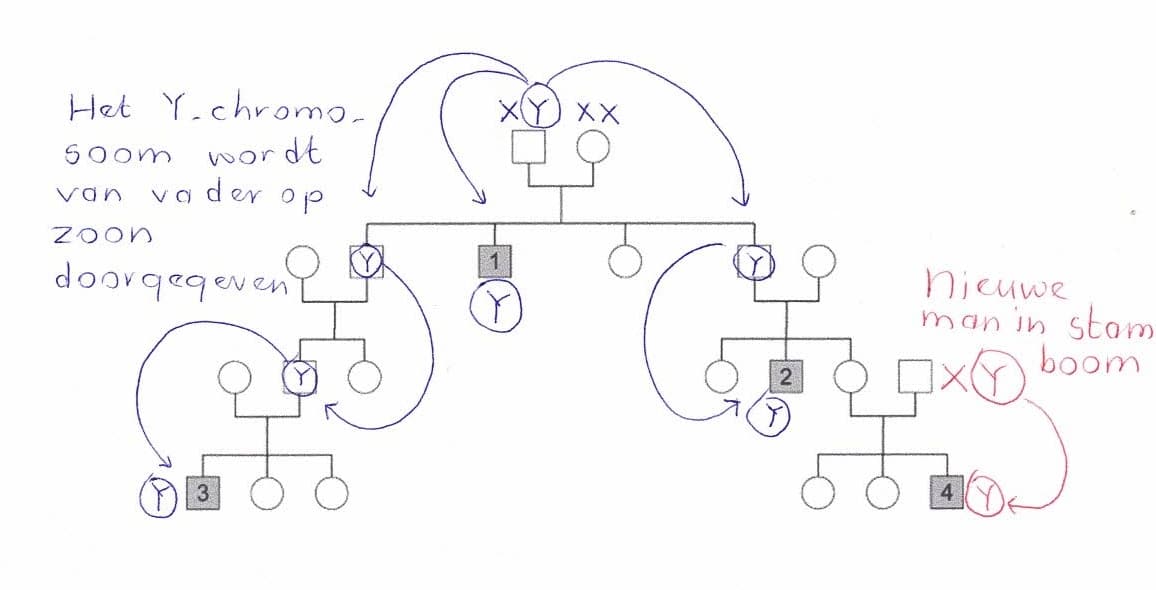 Erfelijkheid /stambomen (DT) | Biologielessen.nl
