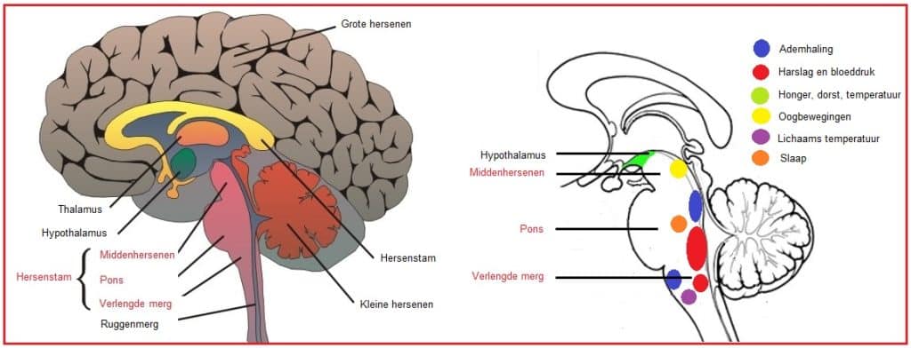 Regeling (SE) | Biologielessen.nl