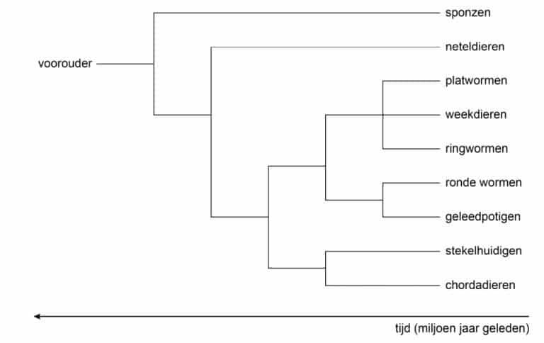Evolutie (SE) | Biologielessen.nl