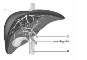 Transport (SE) | Biologielessen.nl