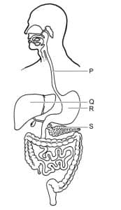 Voeding en vertering | Biologielessen.nl