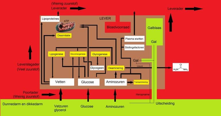 Gaswisseling en uitscheiding (SE) | Biologielessen.nl