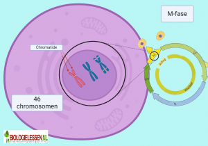 Wat is het verschil tussen DNA en chromosomen? - Biologielessen.nl