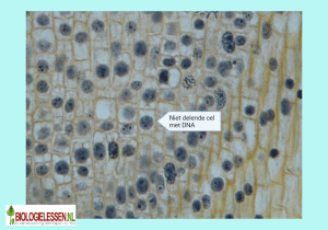Wat is het verschil tussen DNA en chromosomen? - Biologielessen.nl