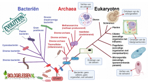 Ontstaan van leven op aarde - Biologielessen.nl
